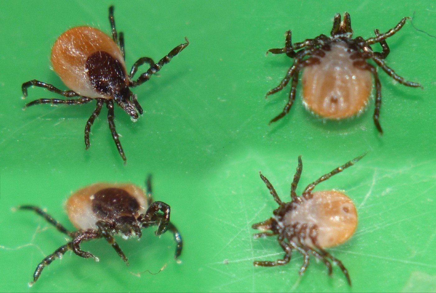 Réf. 228968 — ARACHNIDA > Ixodida > Ixodidae > Ixodes (Ixodes) acuminatus - www.galerie-insecte.org